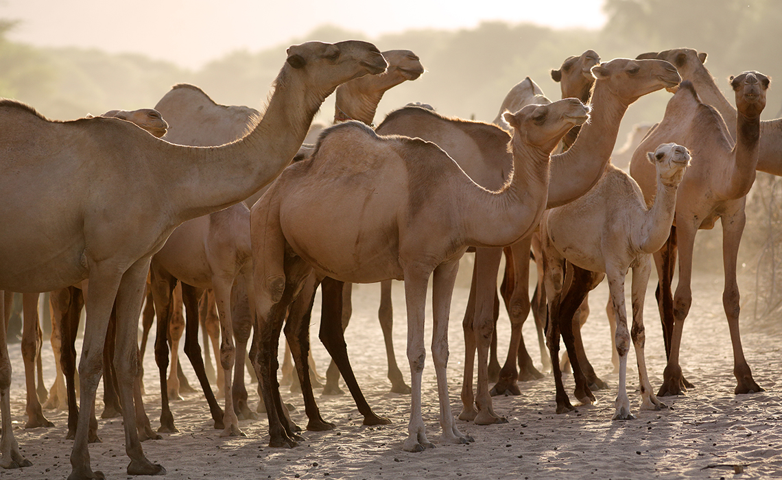 How corona viruses have affected camel herding | GÉANT CONNECT Online
